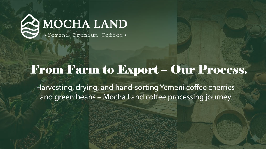 Yemeni Coffee Guide: History, Terroir & Quality Standards
